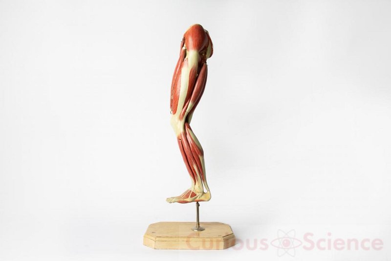 Anatomical Model | CURIOUS SCIENCE