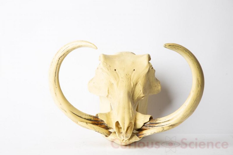 Warthog Skull | CURIOUS SCIENCE