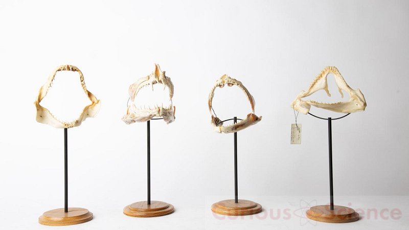 Mounted Fish Jaws | CURIOUS SCIENCE