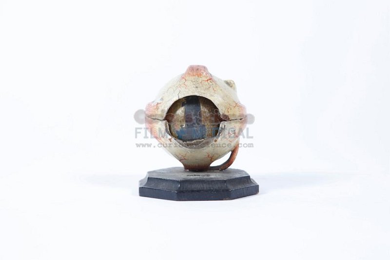 Eye Model | CURIOUS SCIENCE