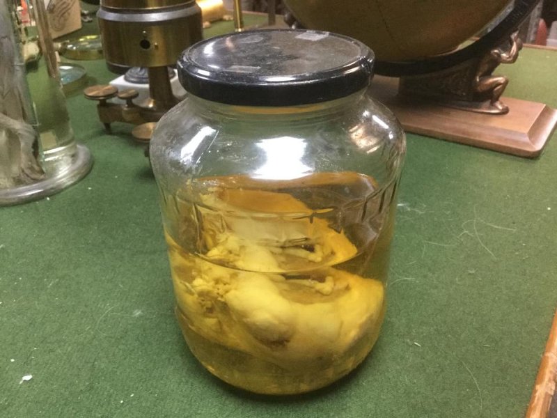 Pickled Specimen | CURIOUS SCIENCE